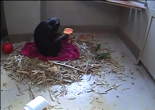 Baby chimpanzee born live on world's first chimp birth cam (VIDEO ...