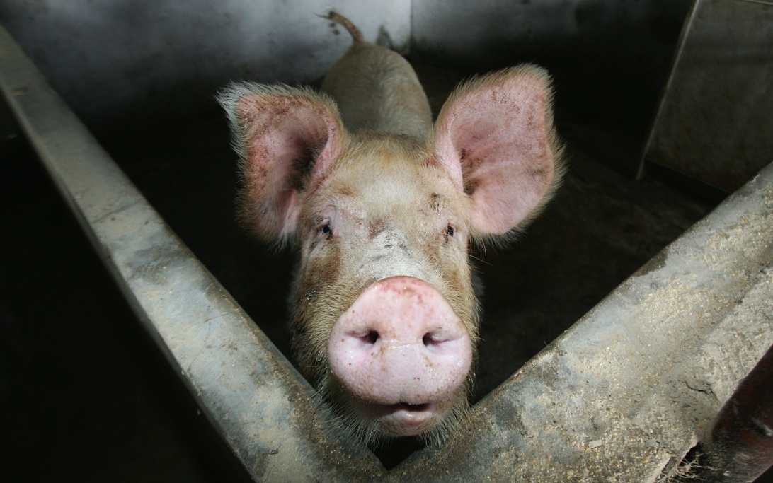 The mystery of the exploding pig farms - The World from PRX