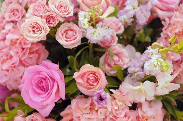 The year of pink vaginas - The World from PRX