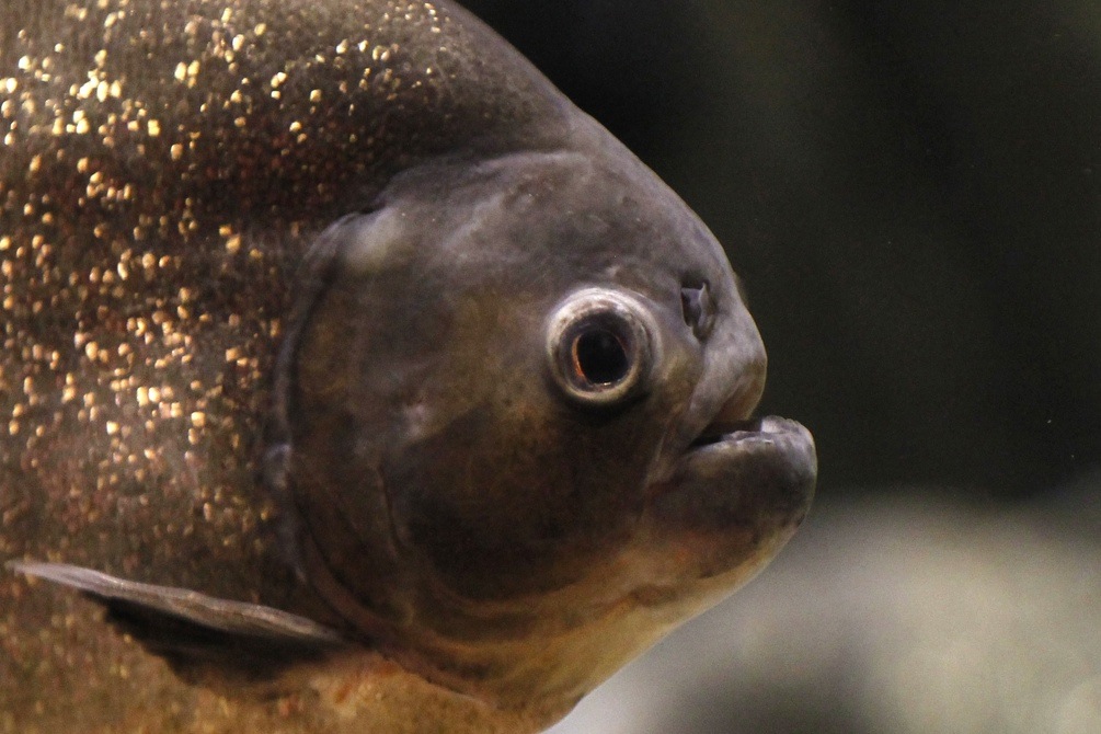 Christmas nightmare: Piranha attack in Argentina leaves 60 injured ...