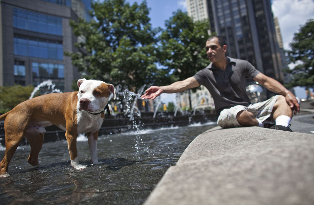Belfast dog euthanized by city over resemblance to pitbull terrier ...