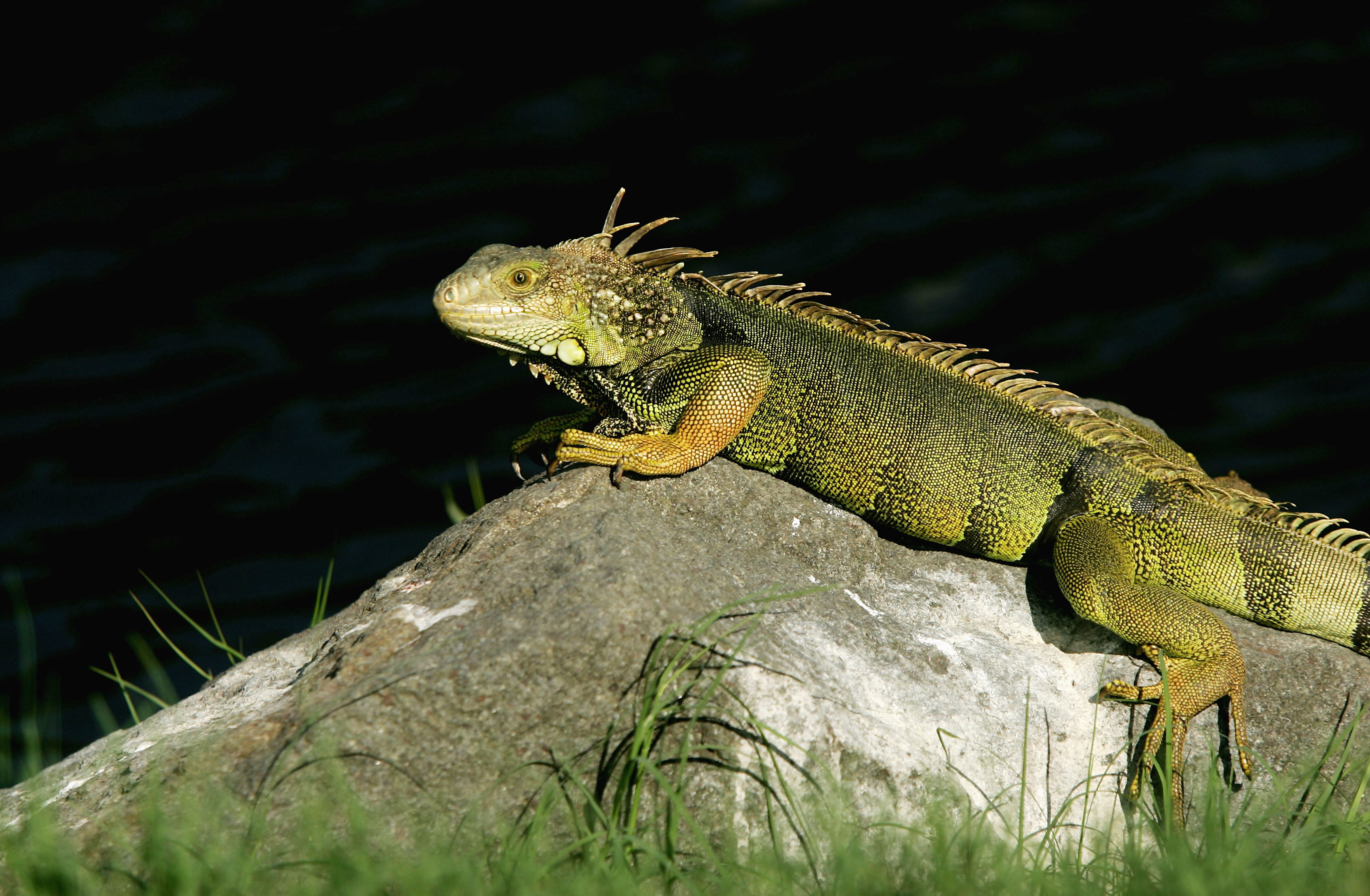 Puerto Rico plans massacre of invasive iguanas, export of harvested ...