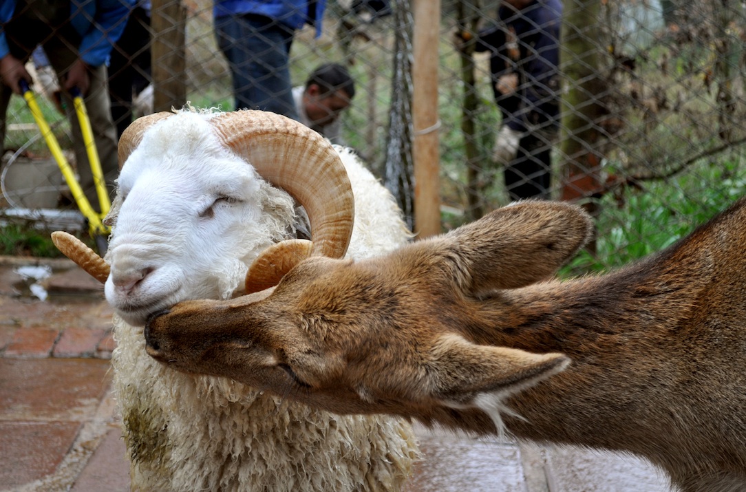 China zoo reunites ram and deer, crazy in love - The World from PRX