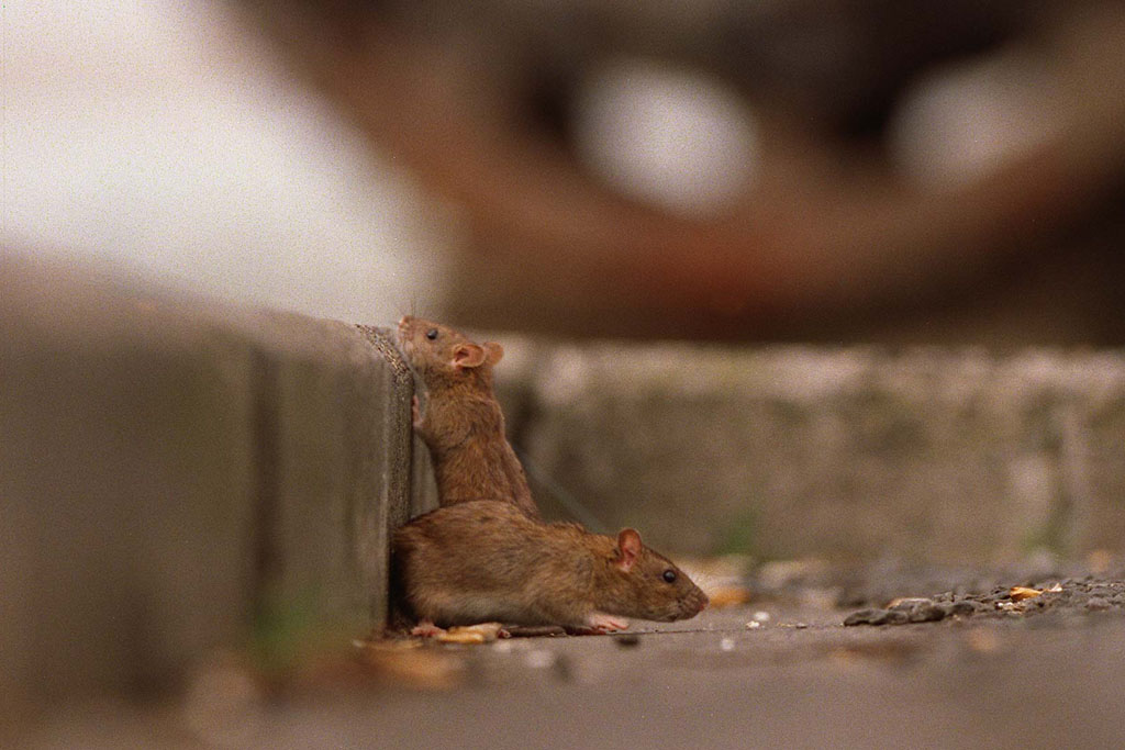 Rat meat passed off as mutton by Chinese miscreants - The World from PRX