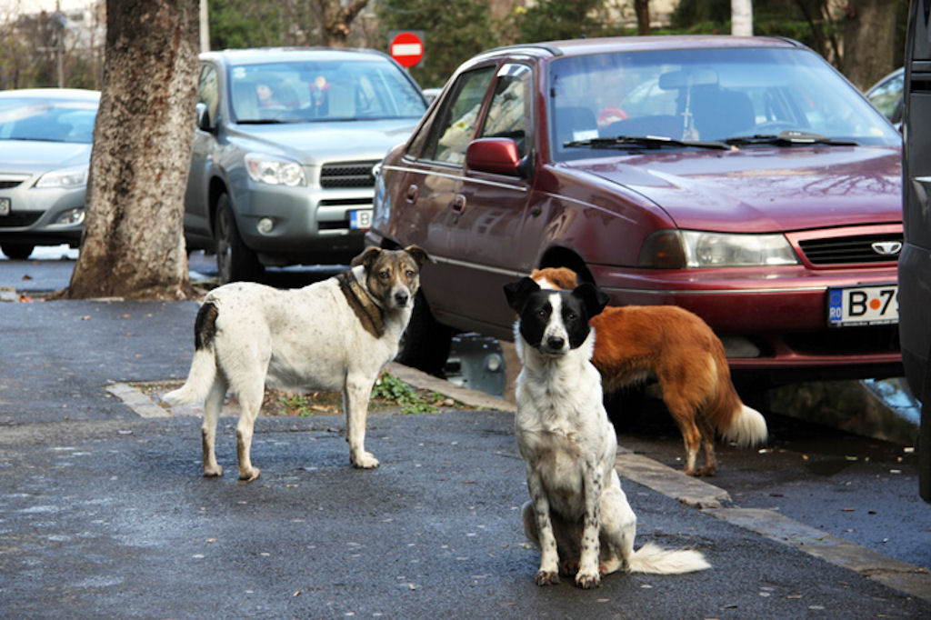 Bucharest's looming dog slaughter - The World from PRX