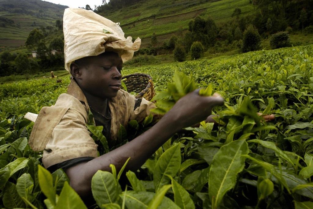 Economic growth pulls Rwandans out of poverty - The World from PRX