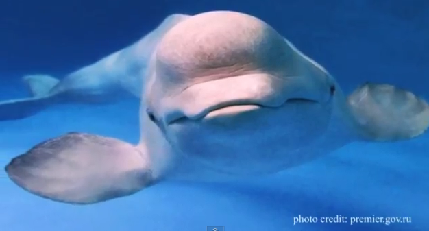 Male beluga whale mimics human sounds (VIDEO) - The World from PRX