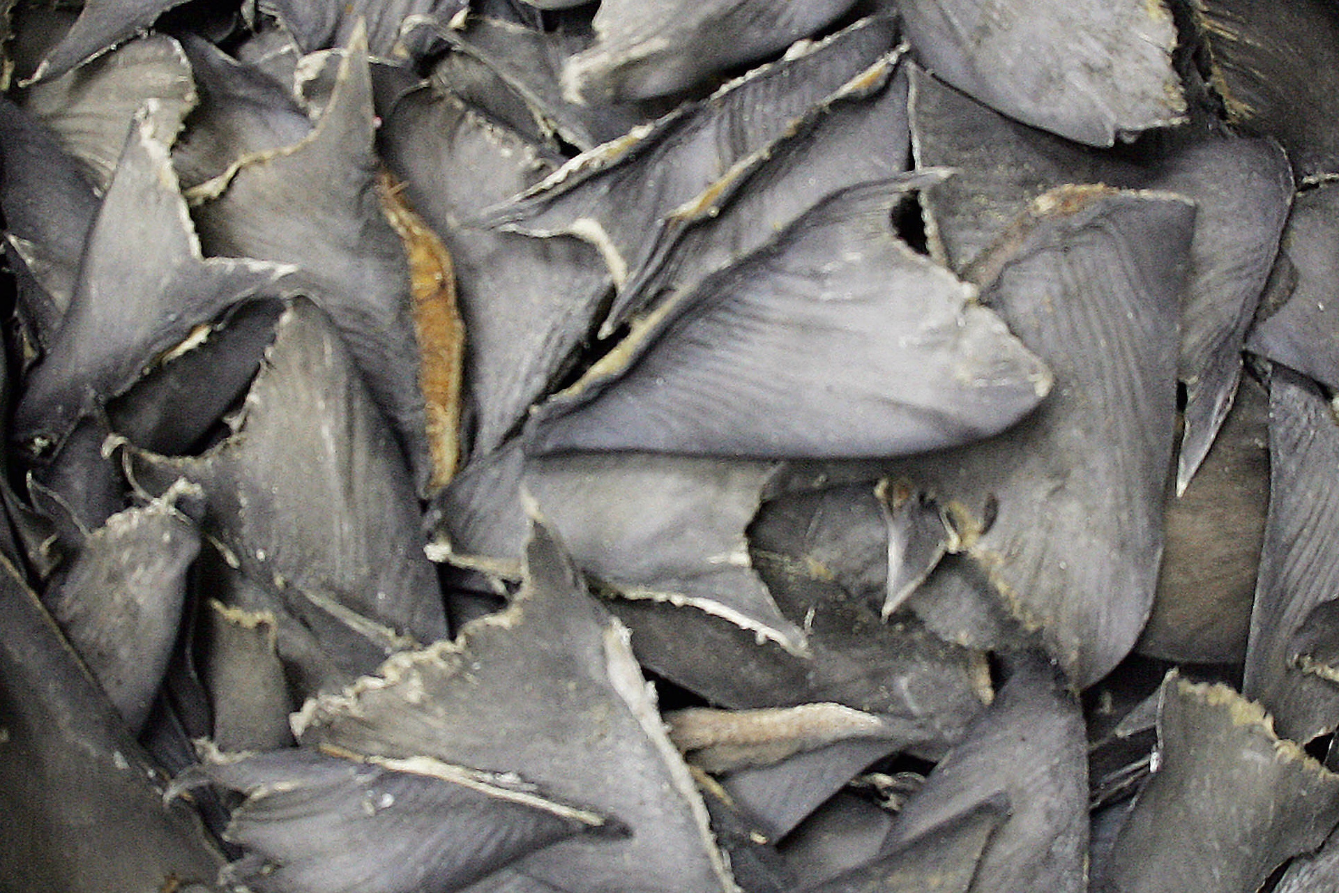 Three shark species given additional Cites protection - The World from PRX