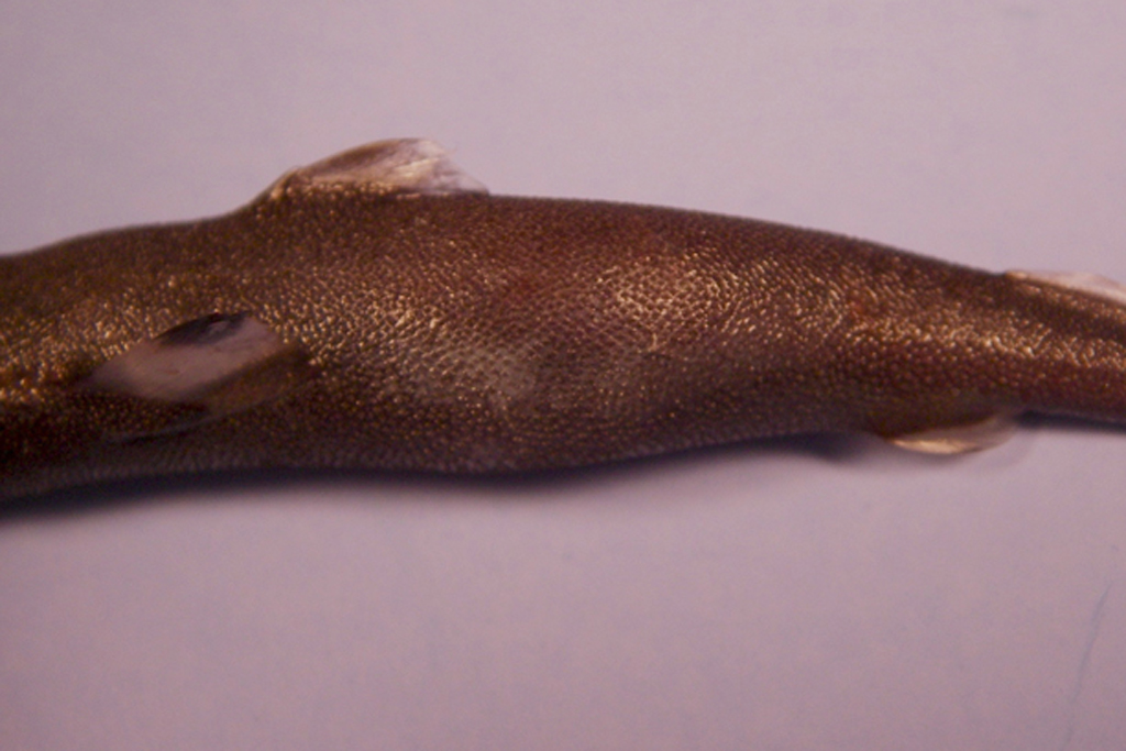 Tiny pygmy sharks glow in the dark and fit in one hand - The World from PRX