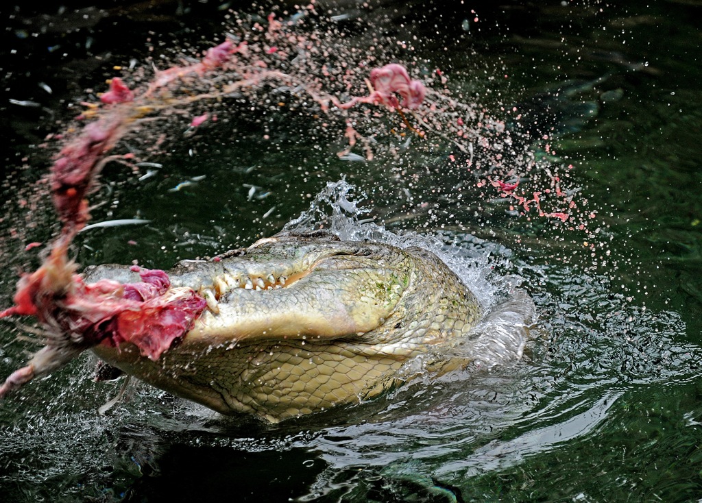 Enormous, shielded crocodile species discovered - The World from PRX