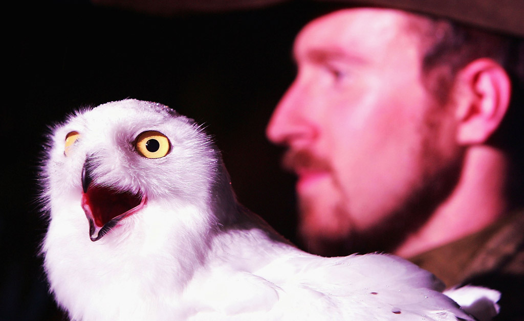 'Harry Potter' owls sighted across the United States - The World from PRX