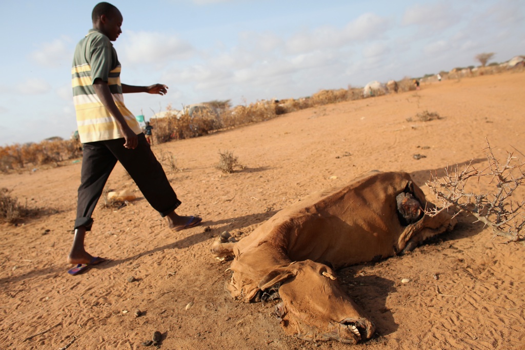 Somalia famine: Animals need help too - The World from PRX