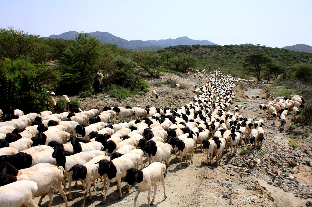 How a goat and a handshake could save Somalia - The World from PRX