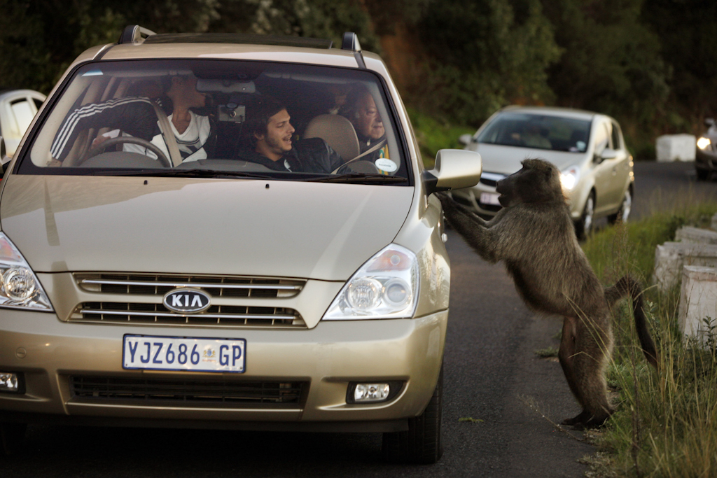 Thug life of Fred the baboon revealed in documentary (VIDEO) - The ...