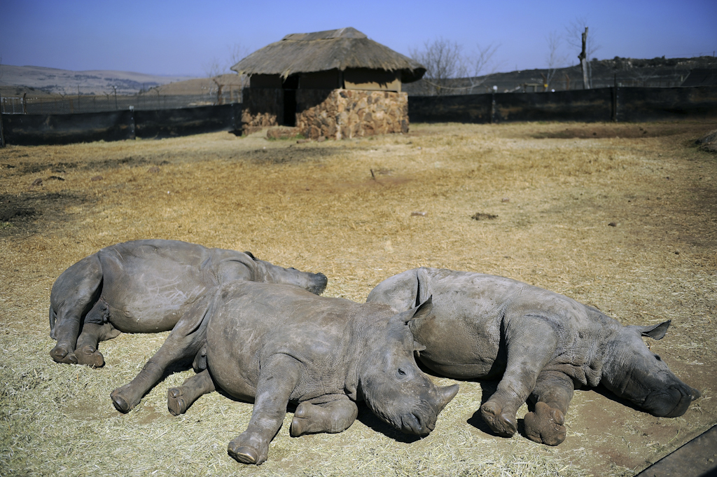 South Africa: Anger over official rhino hunting auction - The World ...