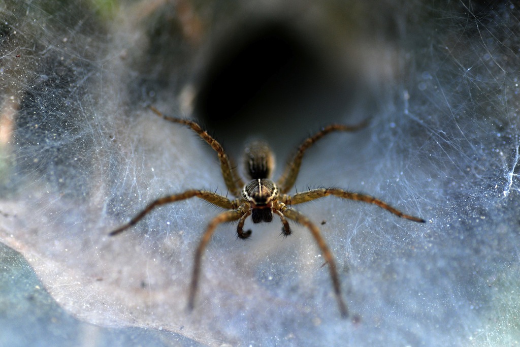 Spiders use 3D vision to pounce on prey - The World from PRX
