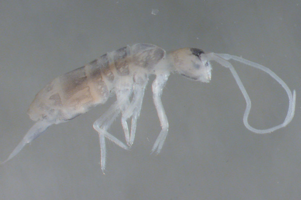 Scientists claim to find the deepest dwelling land animal in a cave ...