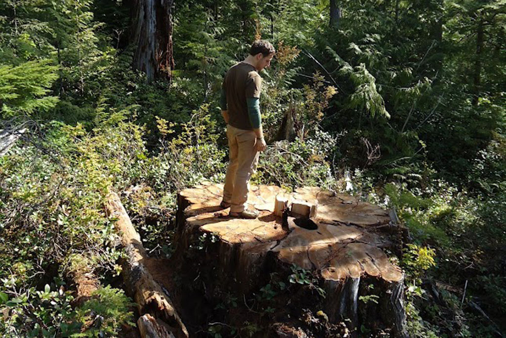 Poachers make off with 800-year-old cedar - The World from PRX
