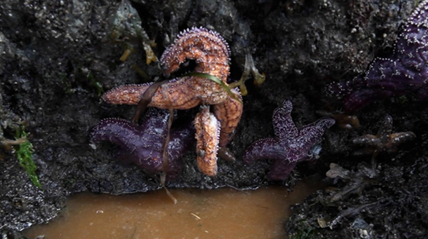 What's killing all the sea stars? - The World from PRX