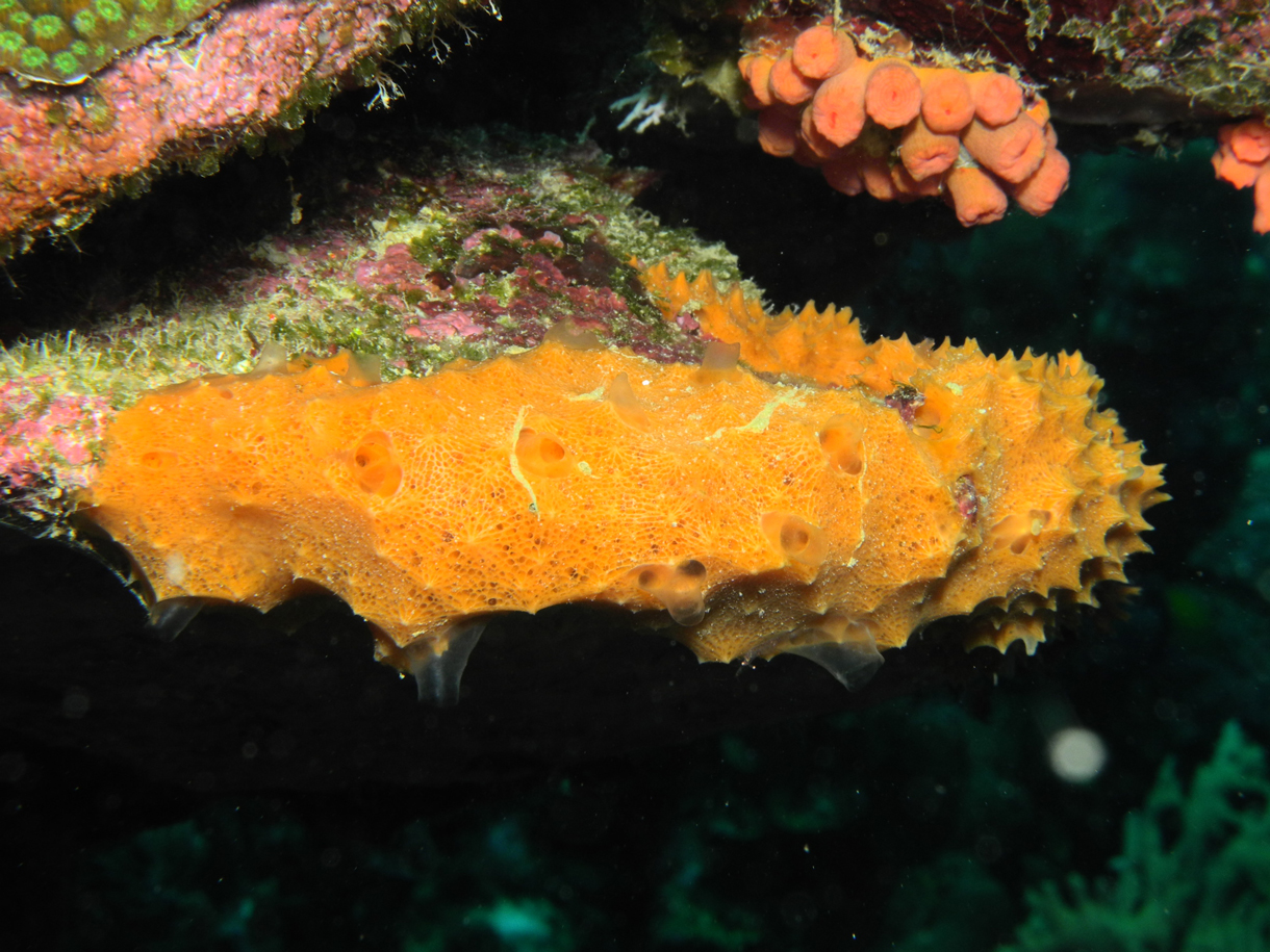 What's behind a coral reef's beauty? You'll never guess - The World ...