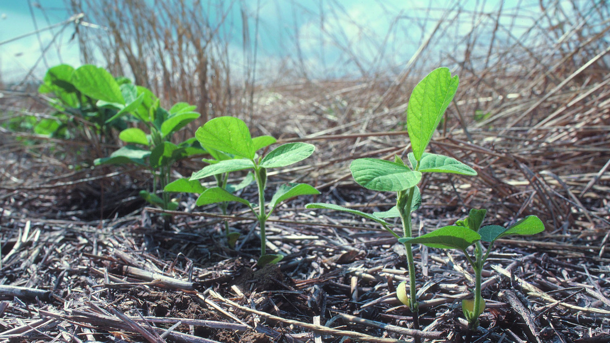 Another way to grow crops — by laying down the plow - The World from PRX