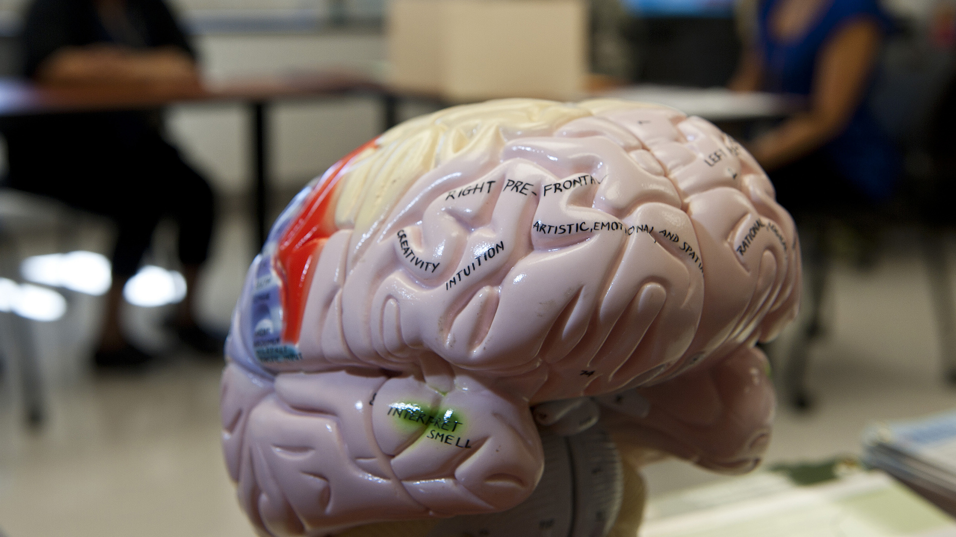 Beyond the NFL: A new plan to treat brain injuries for women escaping ...