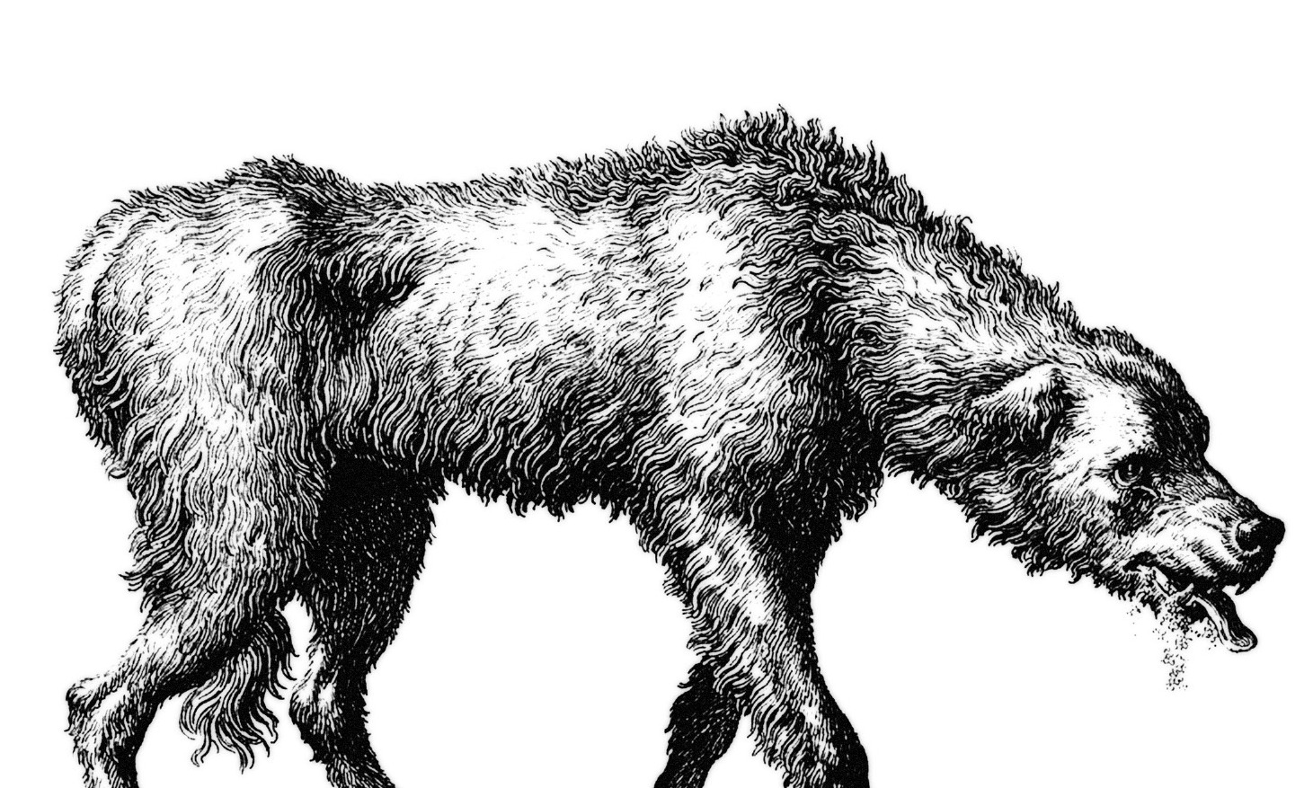 Does Your Zombie Have Rabies? - The World from PRX