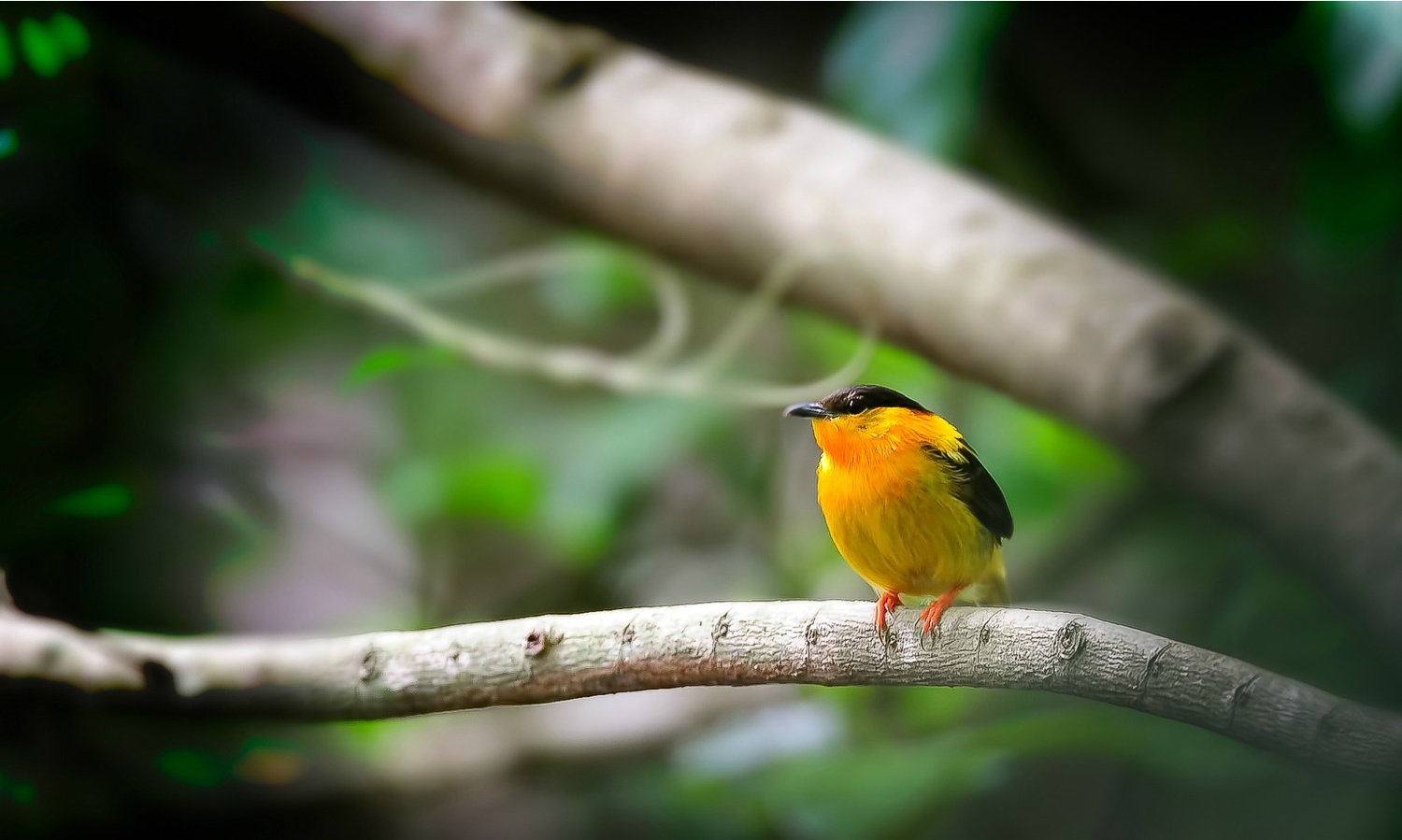 Decoding Nature's Most Elaborate Mating Dances - The World from PRX