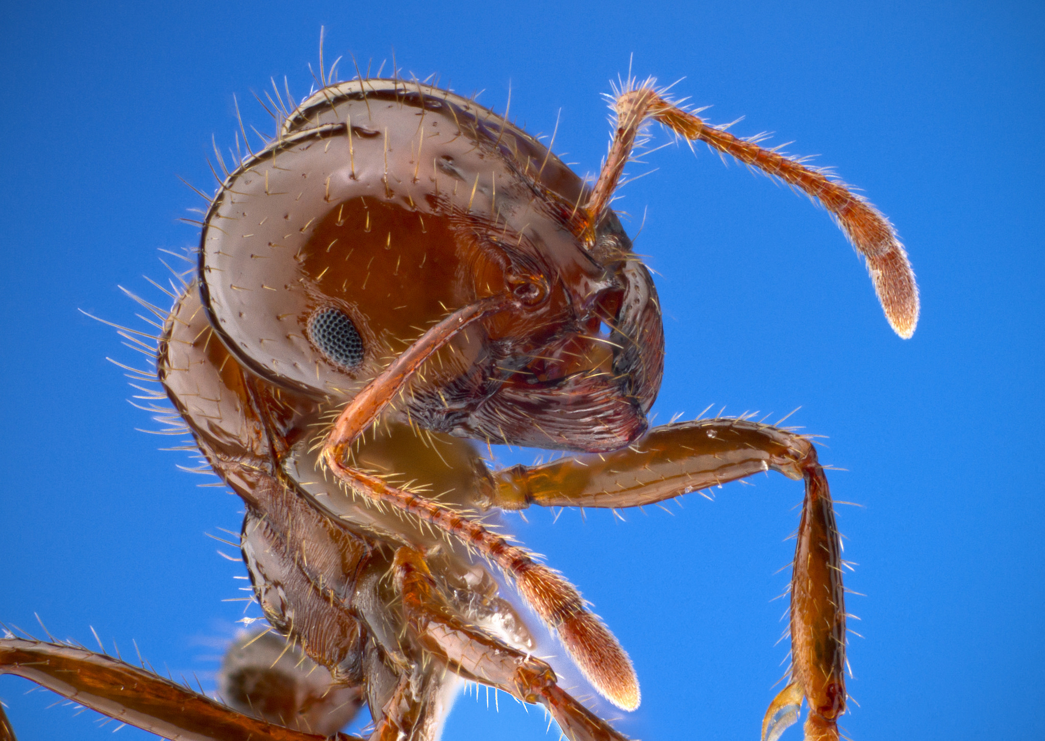 How fire ants manage to build ‘Eiffel Tower’-like structures using ...