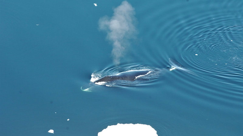 Blubber and bebop: Researchers say bowhead whale songs akin to jazz ...