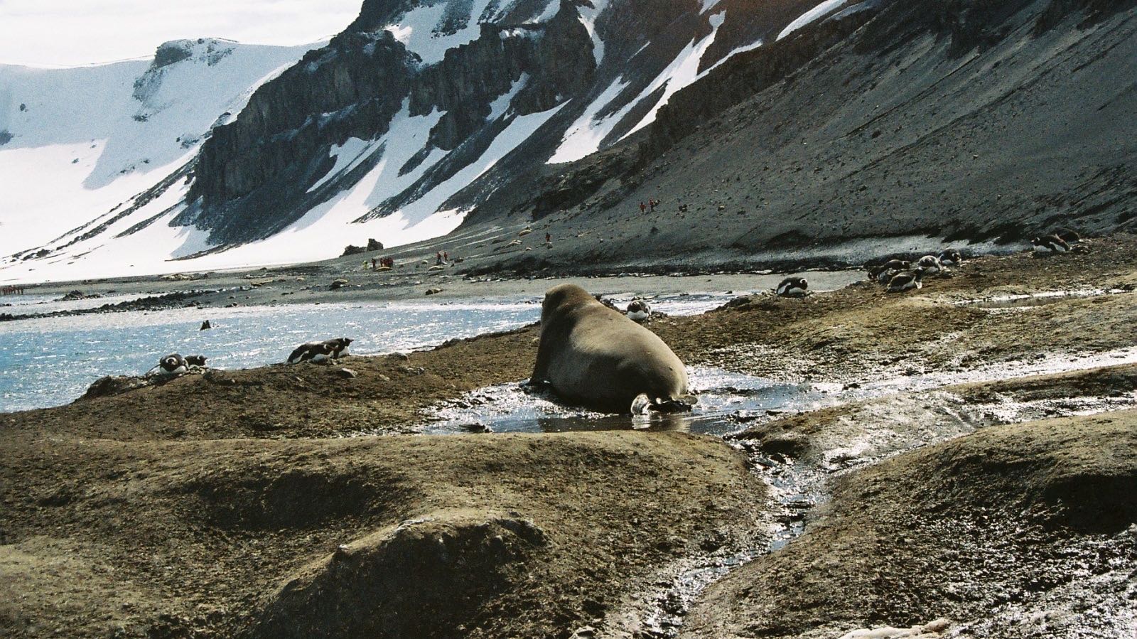 Antarctica is getting greener. And that's not necessarily a good thing ...
