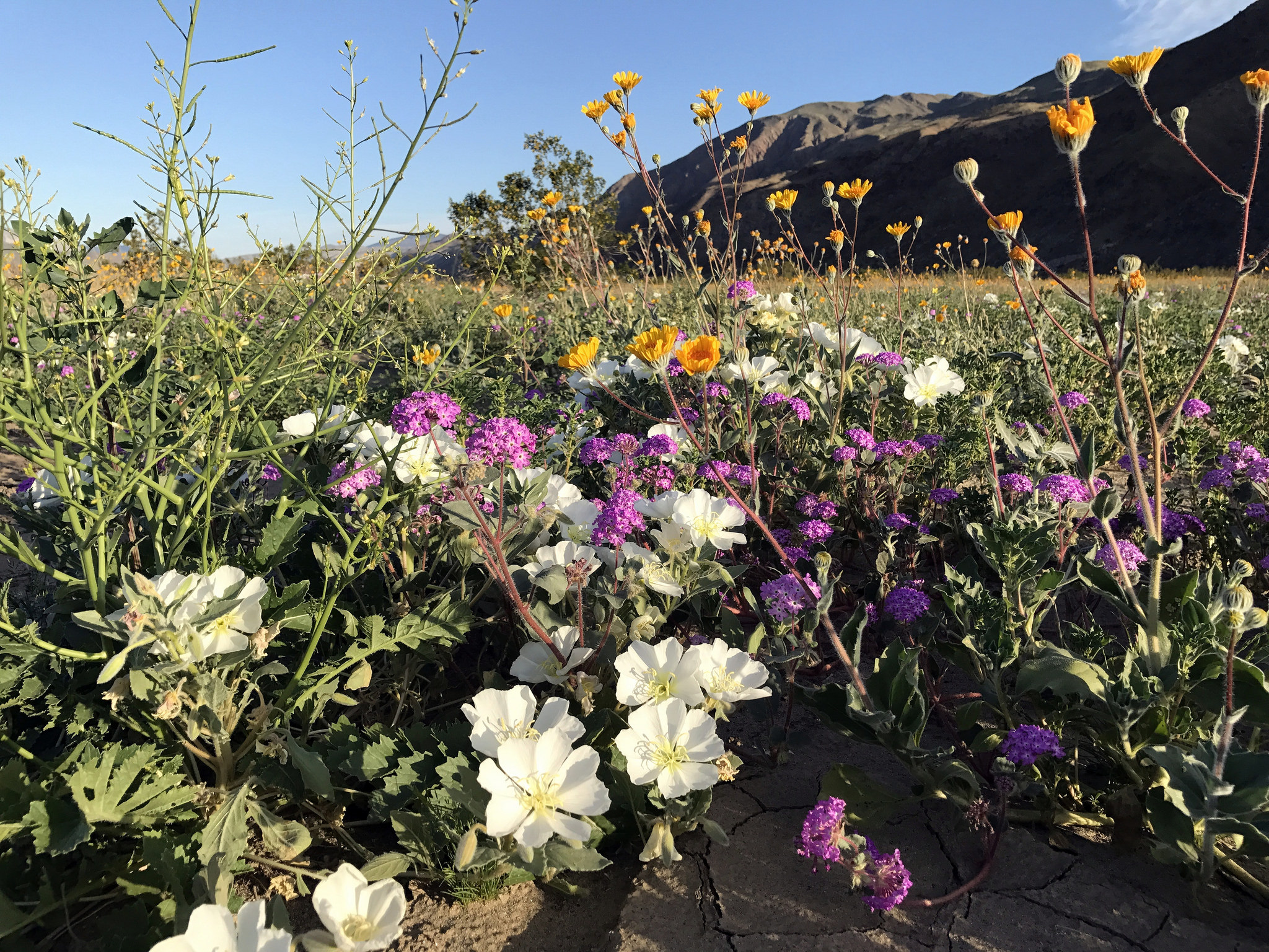 Here are a few ways to make the most of wildflower season - The World ...