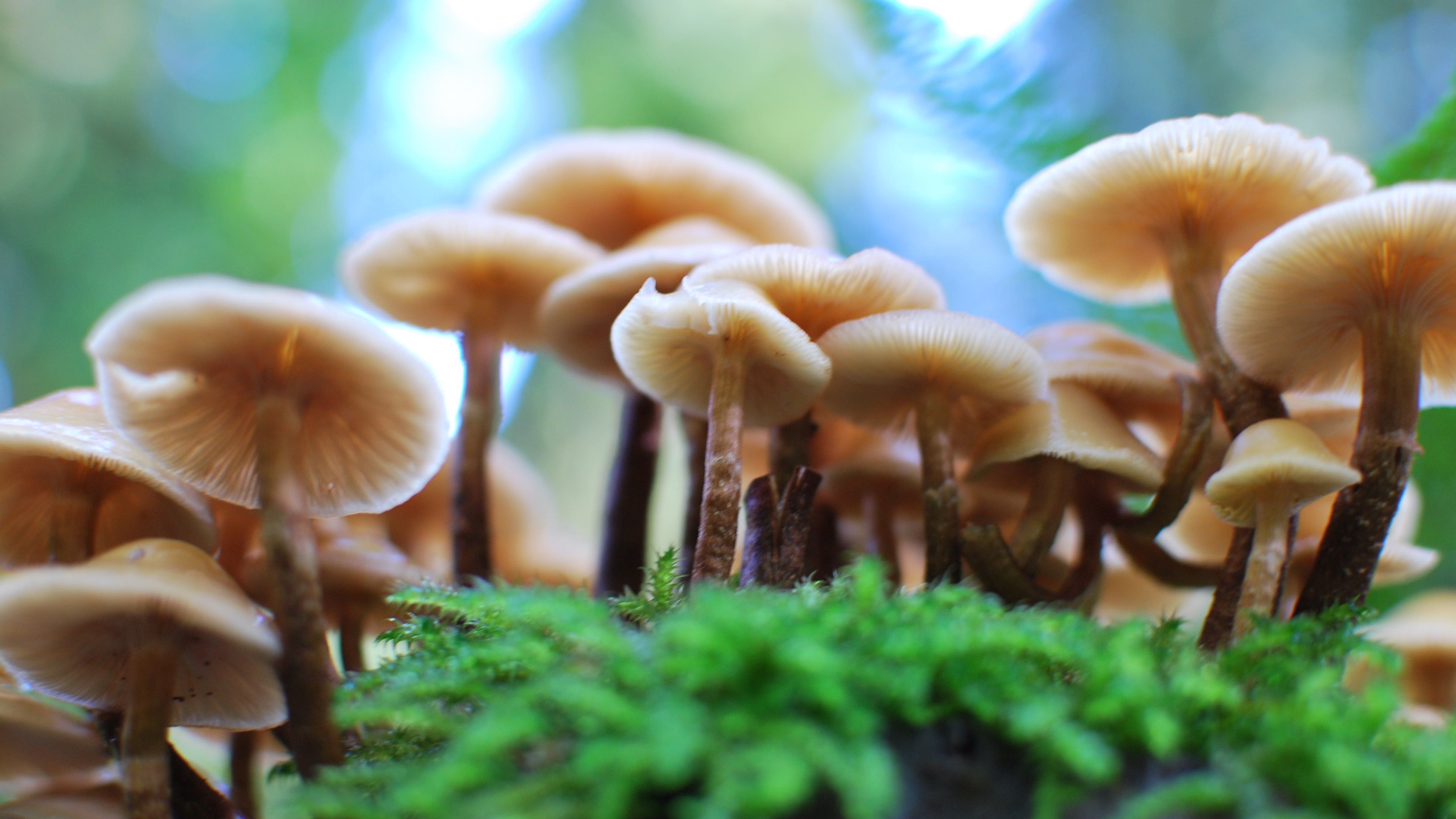 What nature can teach us about sustainability and innovation - The ...