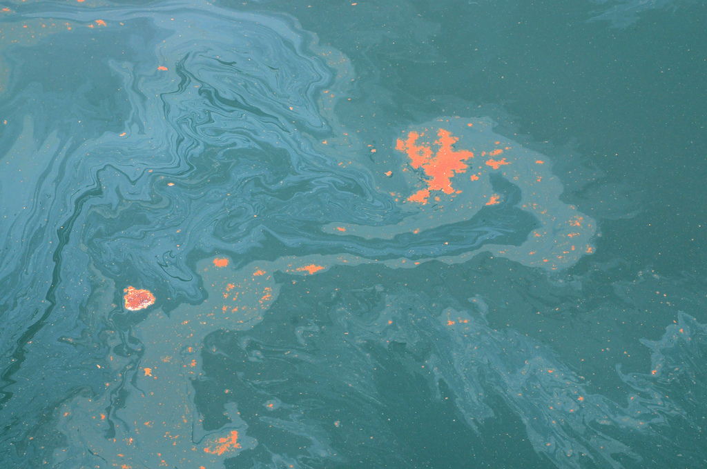 The Gulf shows some small signs of recovery, seven years after ...