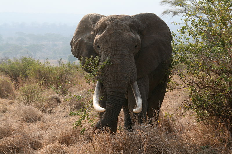 The fight to save the elephants has new urgency - The World from PRX