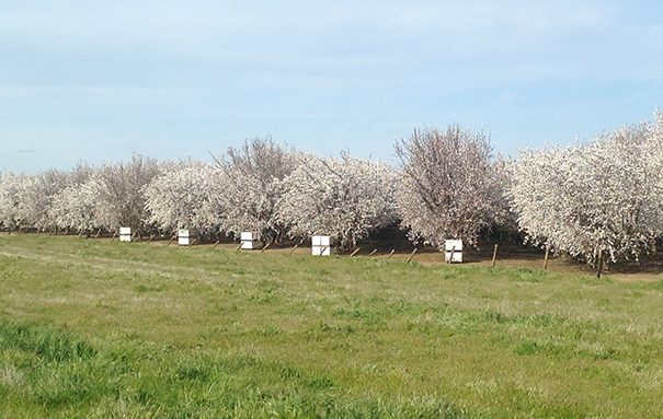 California's almond farmers depend on beekeepers — and billions of bees ...