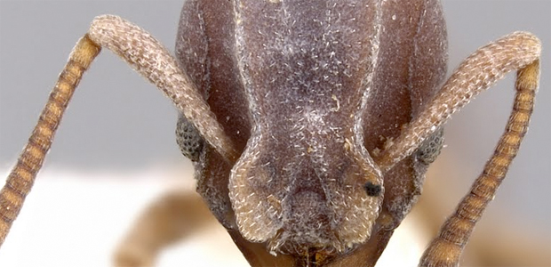 Close-Up Photos of Ants Show Species Diversity - The World from PRX