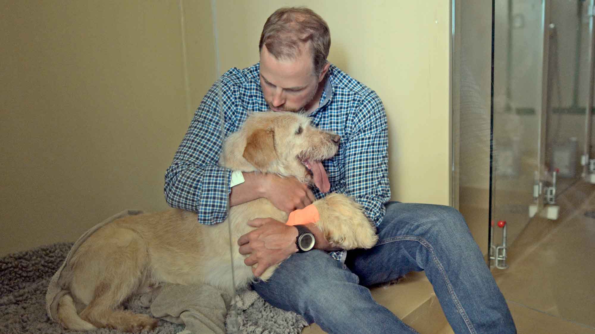 An Ecuadorian stray dog named Arthur finds his forever home in Sweden ...