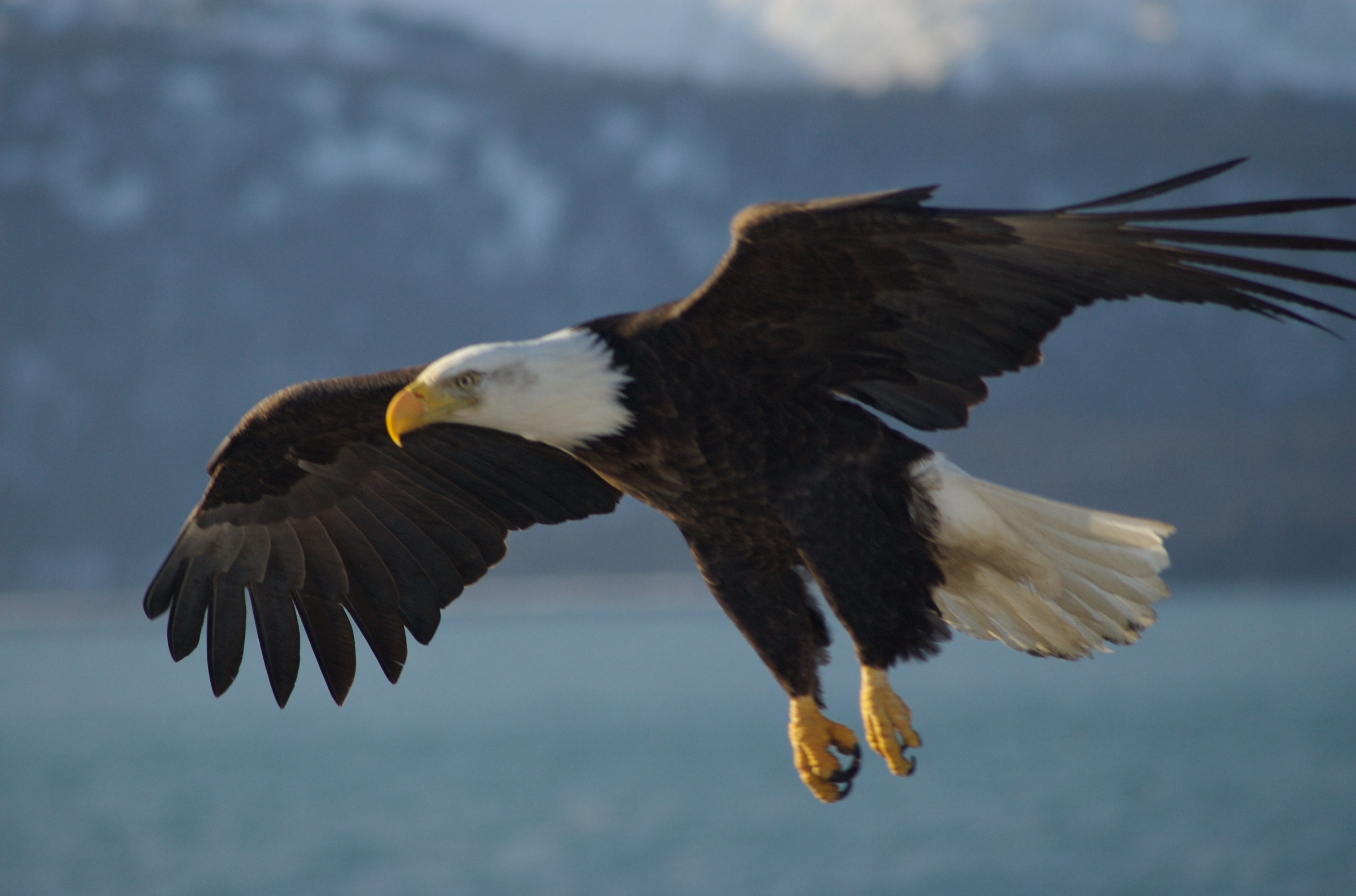 From napalm to nature: How the bald eagle helped turn a weapons factory ...