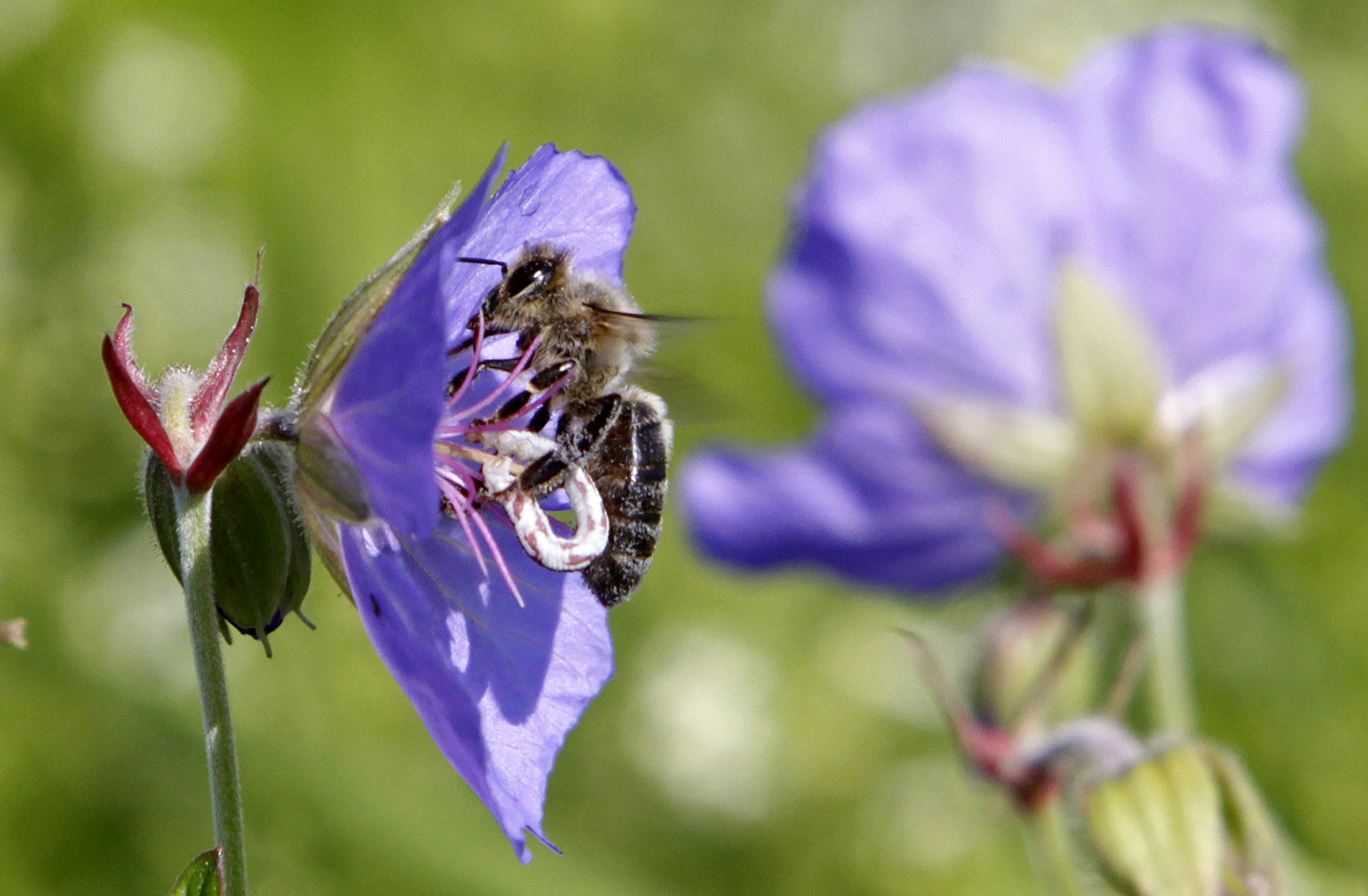 Here's why your new hobby should be bird watching or bee hunting - The ...