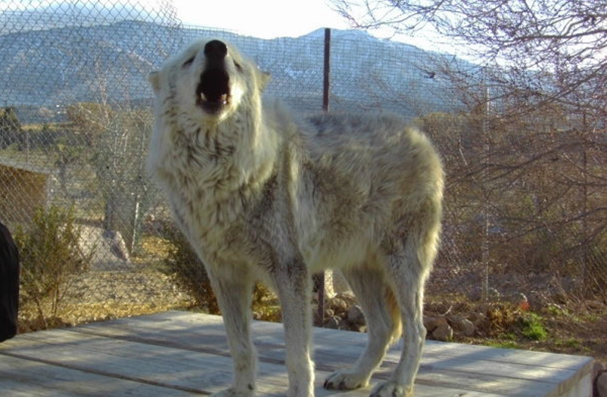Researchers show wolves use 'howling dialects' to communicate - The ...