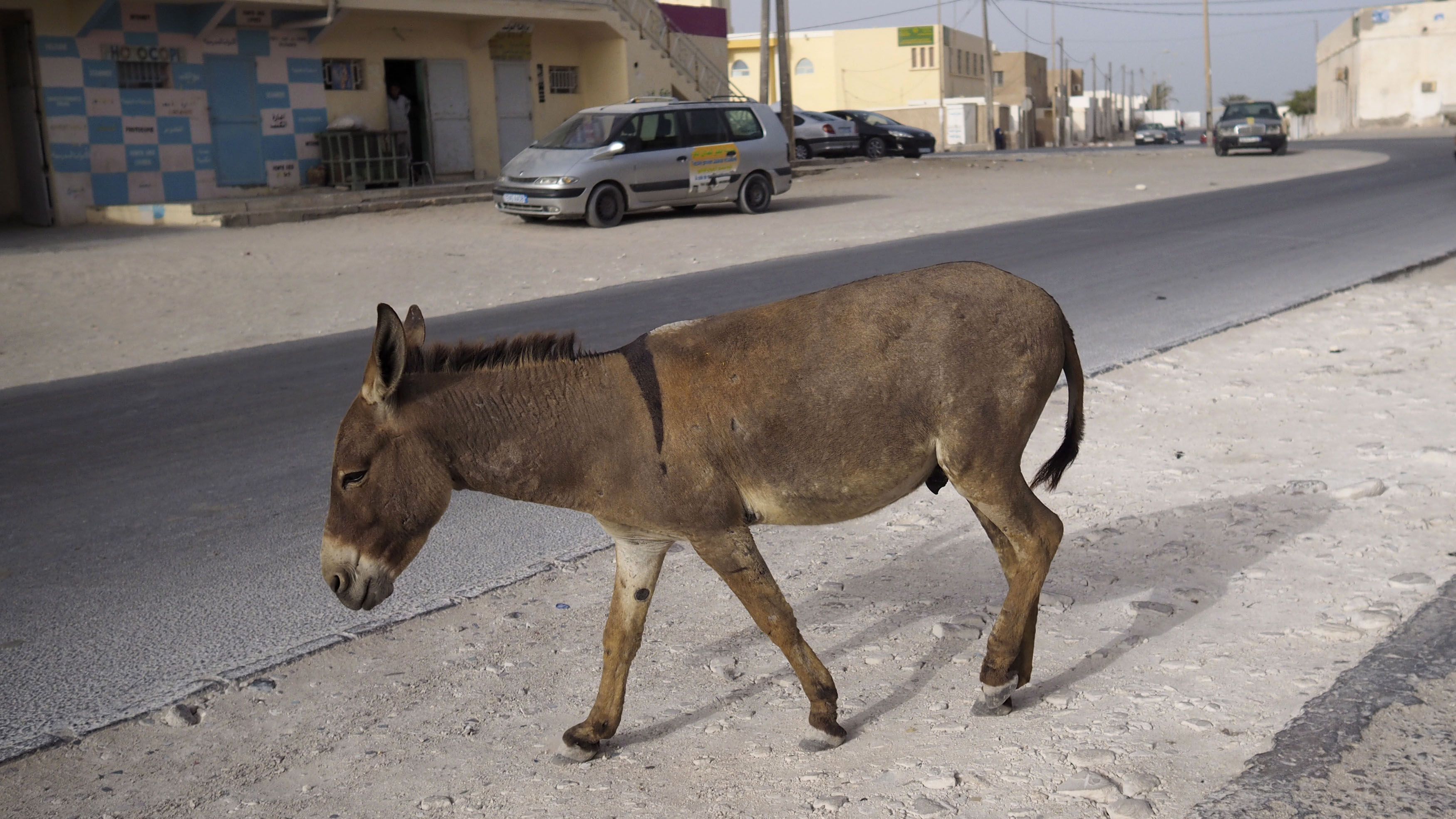First elephants, then rhinos — now donkeys are under threat - The World ...