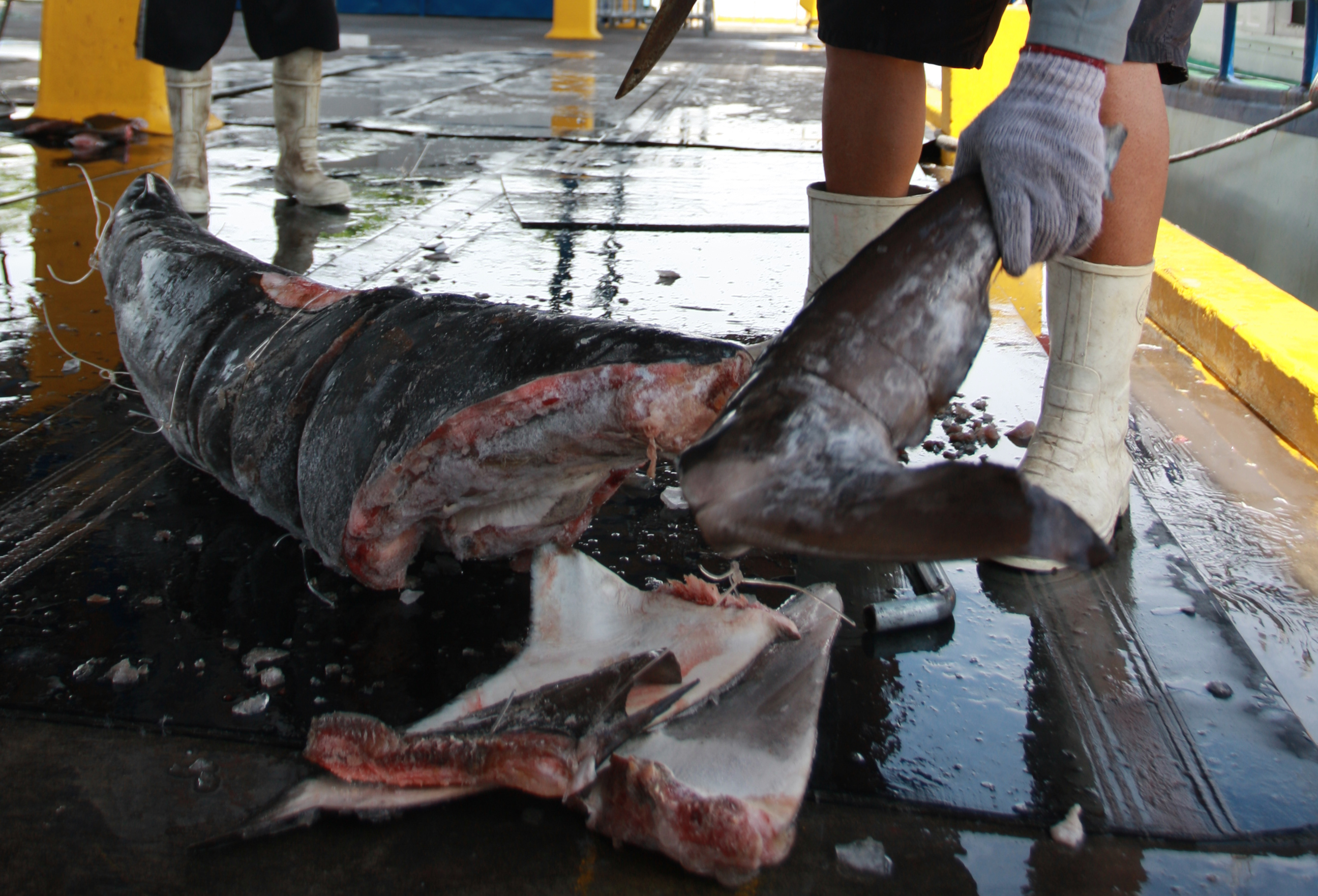 Shark finning proves tough to eradicate, even in 'green' Costa Rica ...
