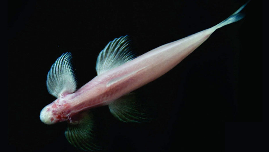 This Thai fish walks like a mammal. That may reveal secrets about our ...
