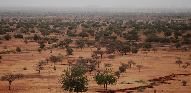 Africa's Great Green Wall is making progress on two fronts - The World ...