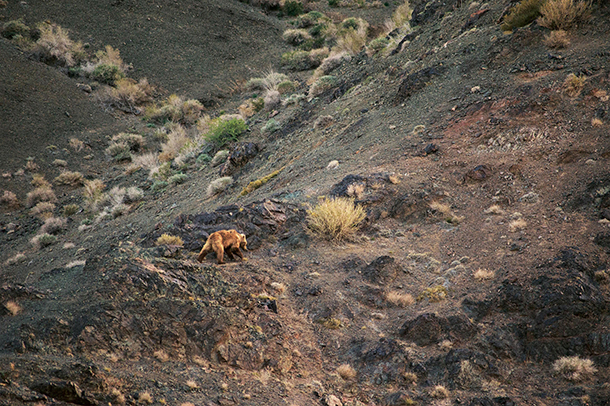 One of the world's rarest grizzlies lives in the Gobi Desert — and it ...