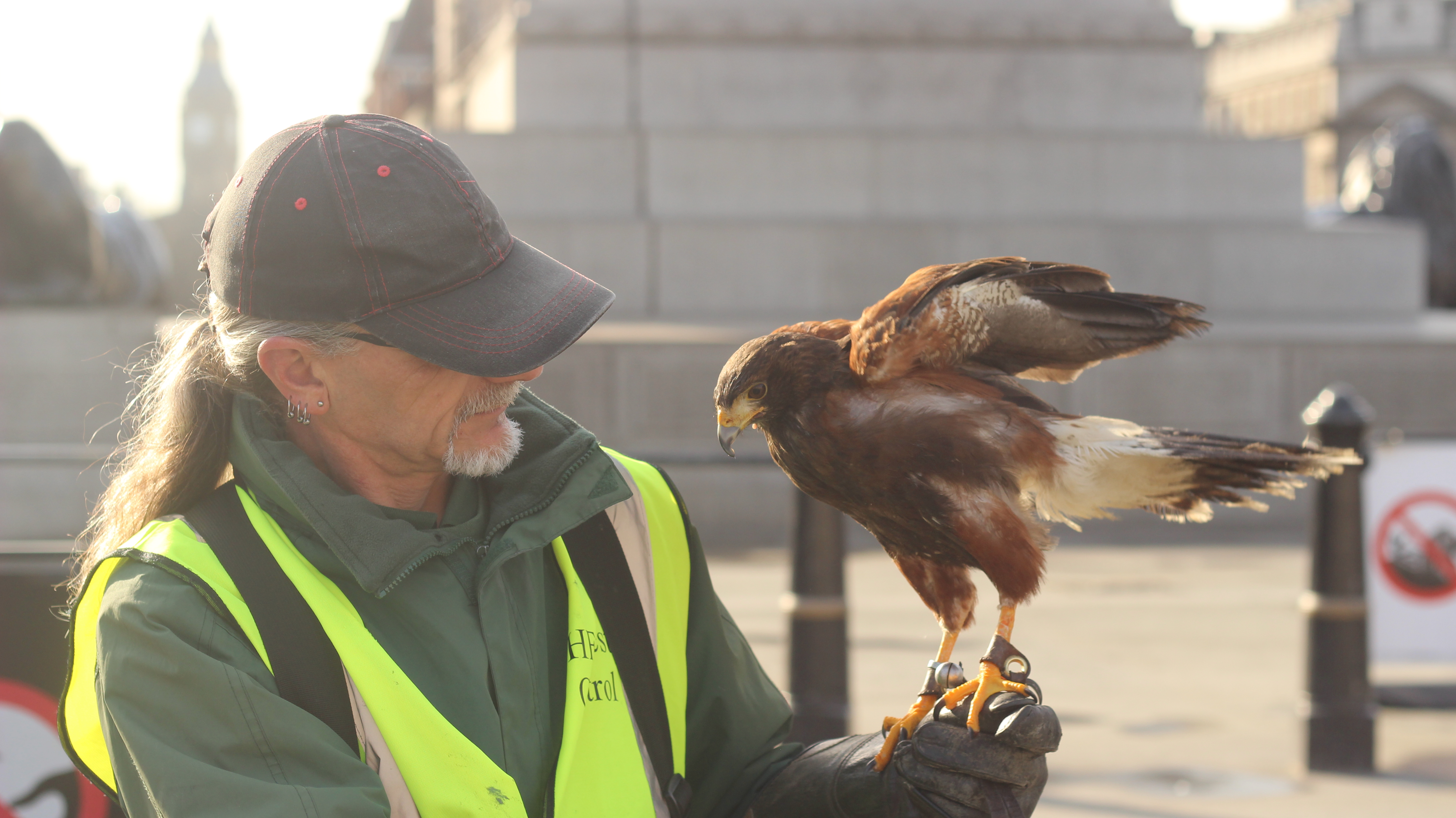 London's pigeon problem has a simple solution: a hawk - The World from PRX