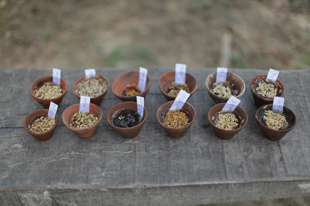 When climate sinks high-tech rice, older varieties may save the day ...