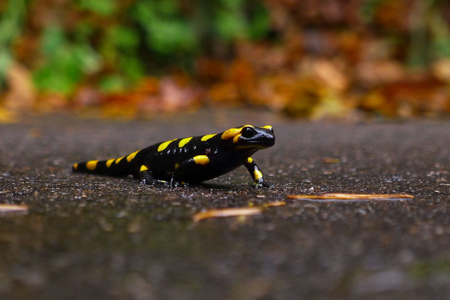 Fungal diseases are surging, threatening species around the world - The ...