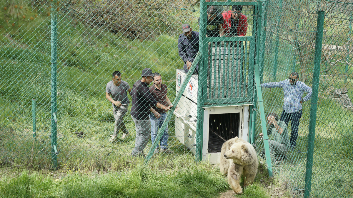 Lula, a bear, and Simba, a lion, have been rescued from the Mosul zoo ...